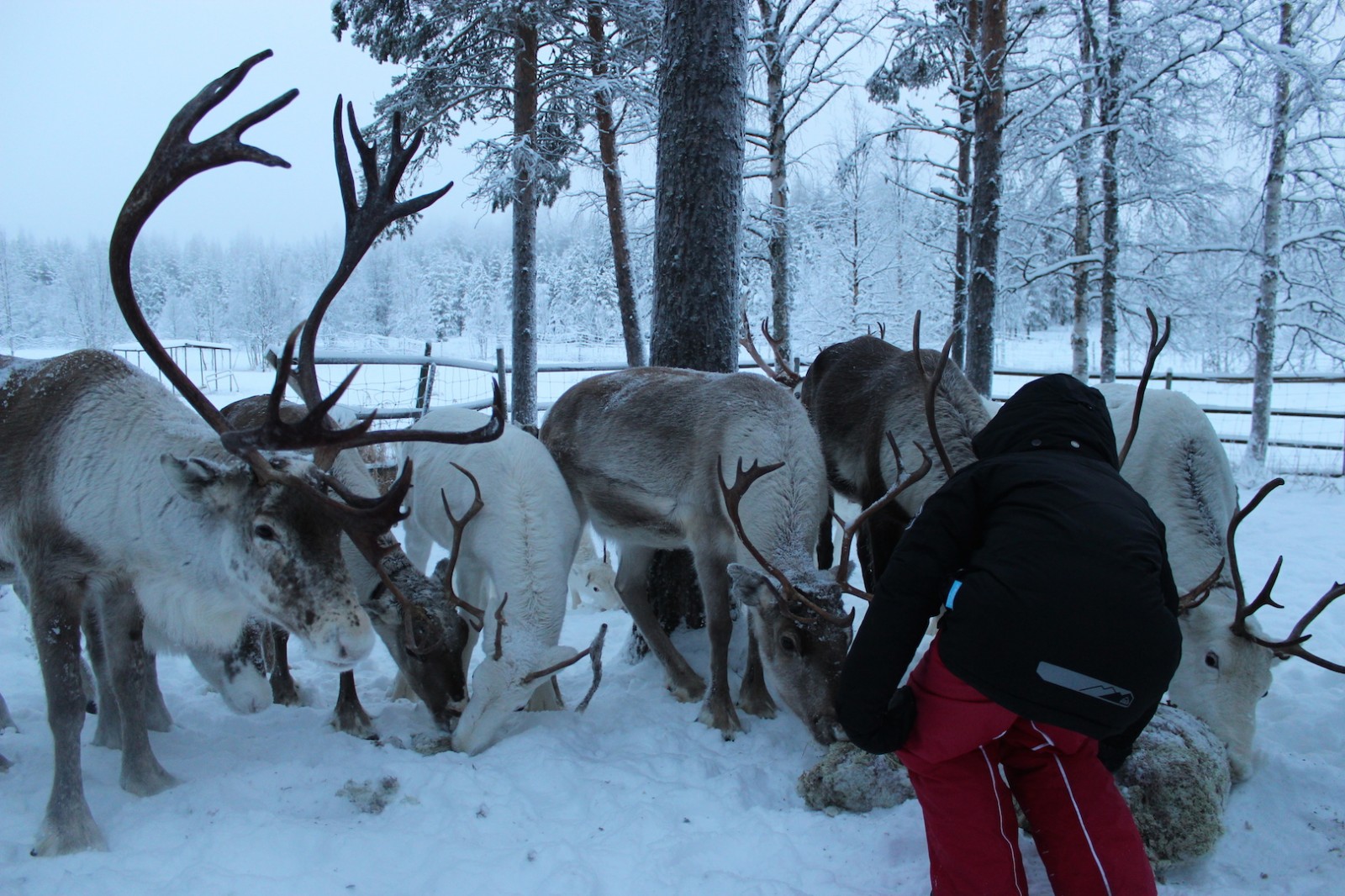 ferme-renne | Laponie Mush